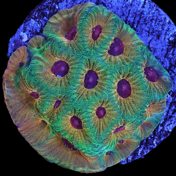 Candy Corn Favia Coral - Vivid Aquariums