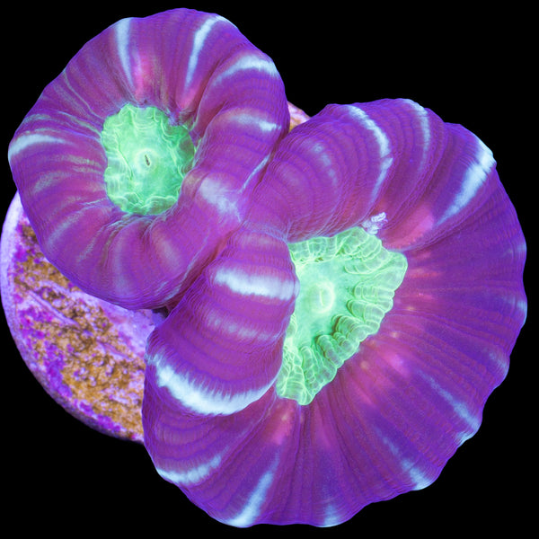 Vivid's Green Eye Candy Cane Coral - Vivid Aquariums