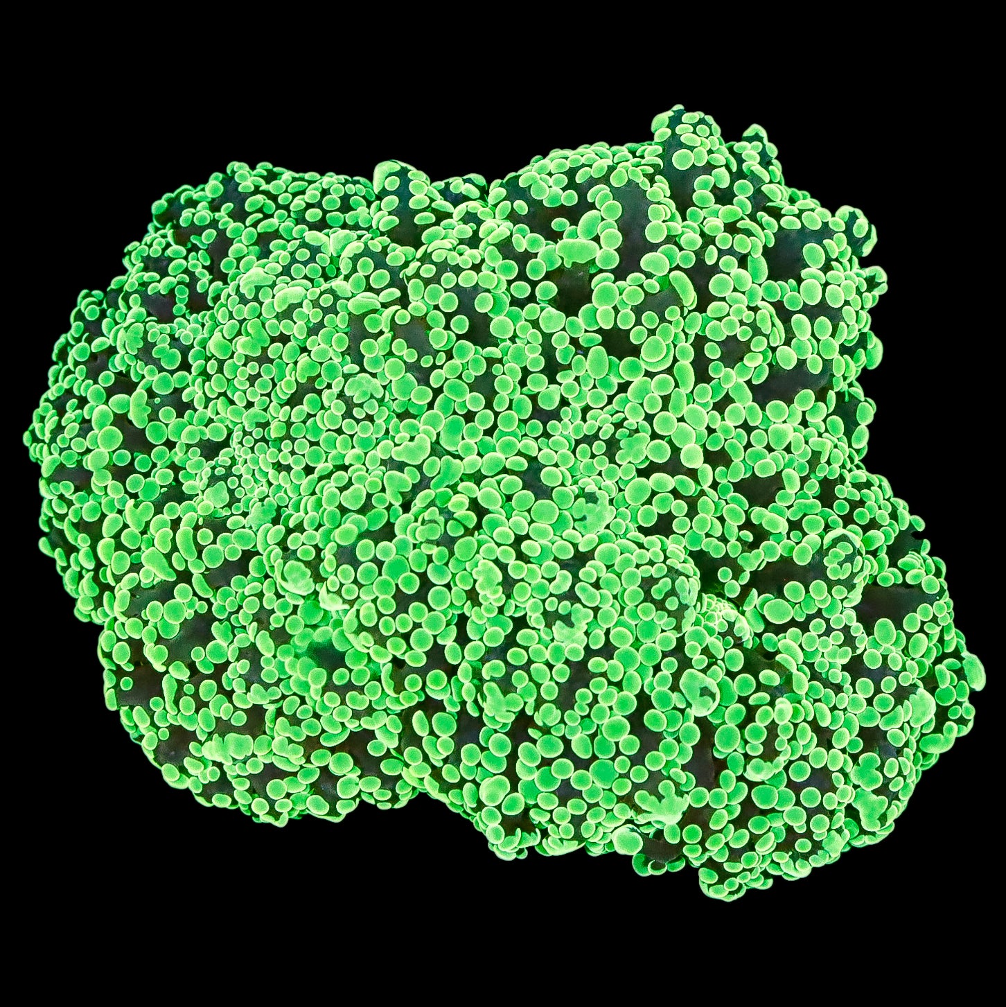 WYSIWYG LPS Colonies for Sale | Buy WYSIWYG LPS Coral - Vivid Aquariums