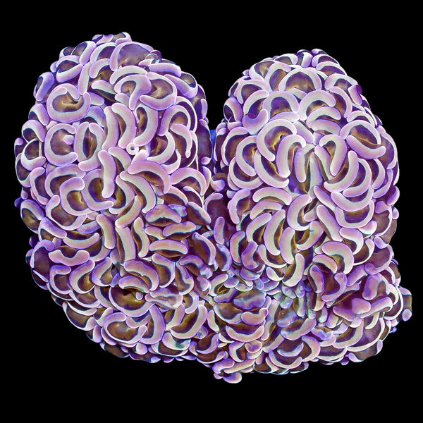 Ultra Reef Raft Hammer Coral Colony - Vivid Aquariums