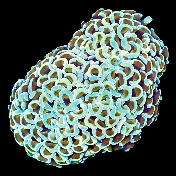 Ultra Reef Raft Hammer Coral Colony - Vivid Aquariums