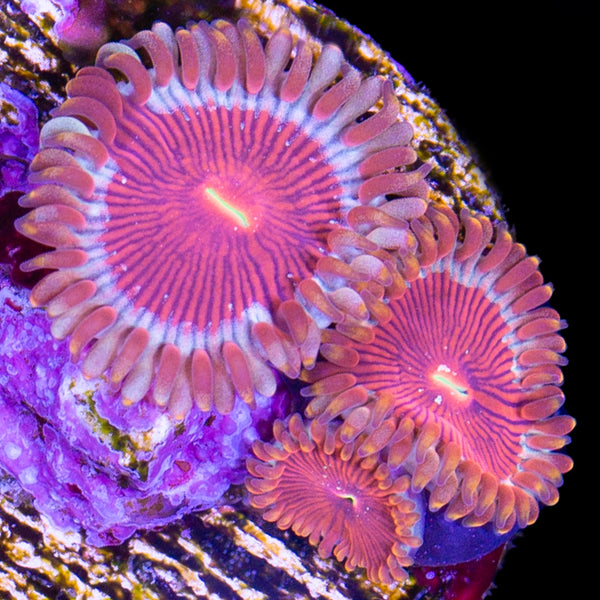 Vivid's Molten Agave Zoanthids - Vivid Aquariums Vivid's Molten Agave Zoanthids - Vivid Aquariums