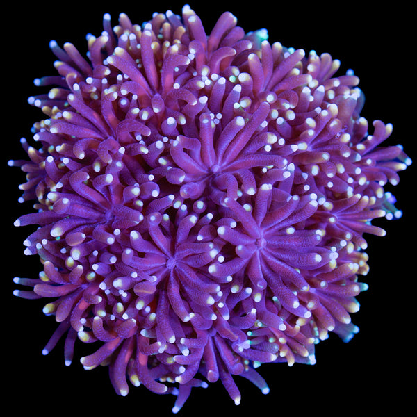 Ultra Galaxea Coral - Vivid Aquariums