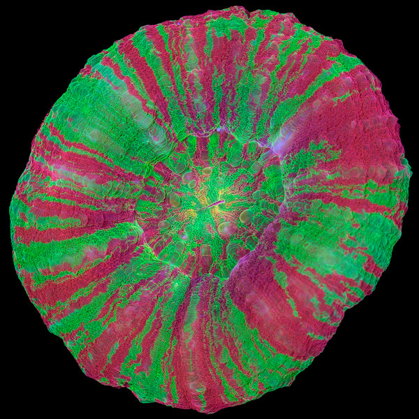 Ultra Bleeding Apple Scolymia Coral - Vivid Aquariums