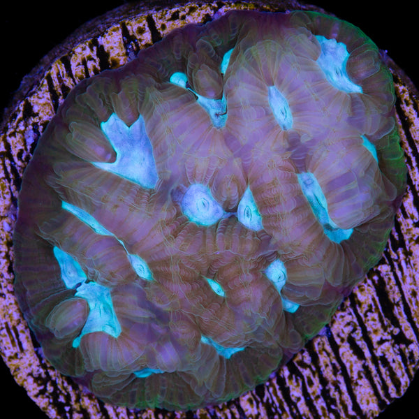 Blue Eye Favia Coral - Vivid Aquariums