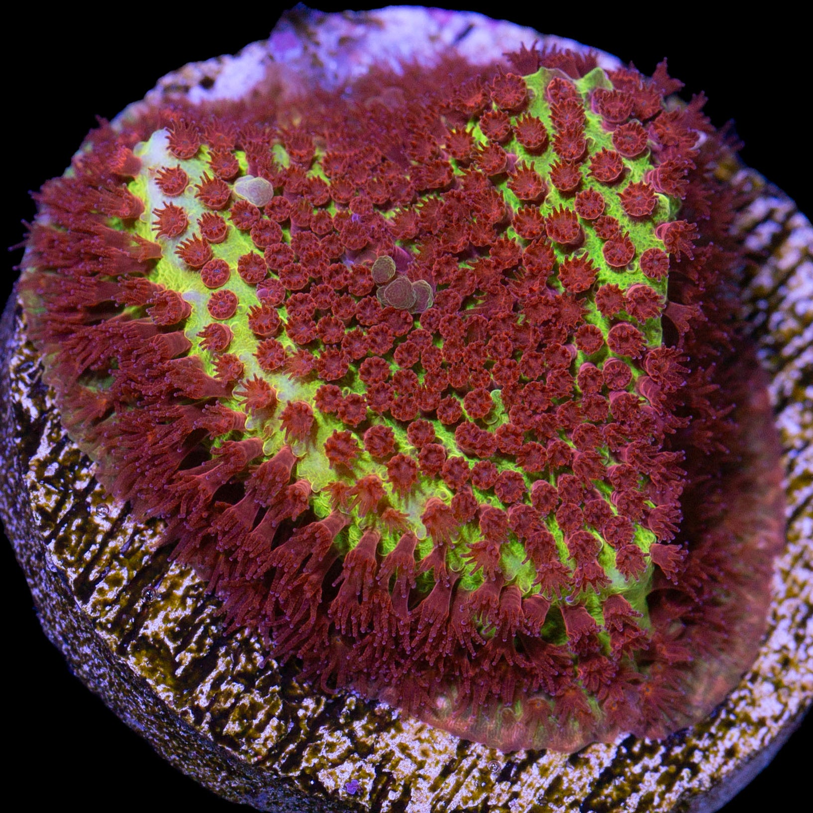 Buy Live Coral for Sale | Rare Coral | Sale Corals | Vivid Aquariums Page 3