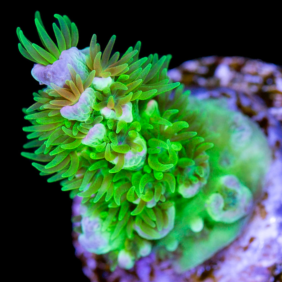 Jason Fox Homewrecker Acropora Coral | Buy Live Coral for Sale | Vivid ...