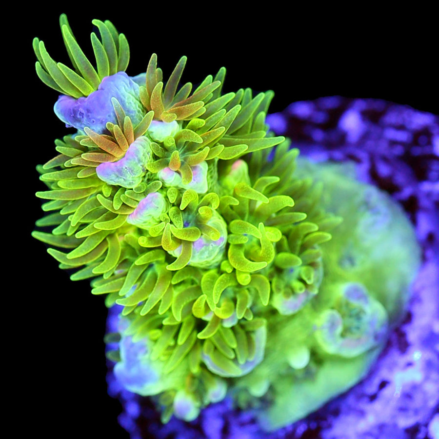 Jason Fox Homewrecker Acropora Coral | Buy Live Coral for Sale | Vivid ...