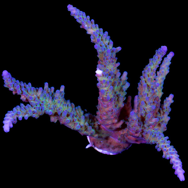 XL Blue Green Tort Acropora Coral Colony - Vivid Aquariums
