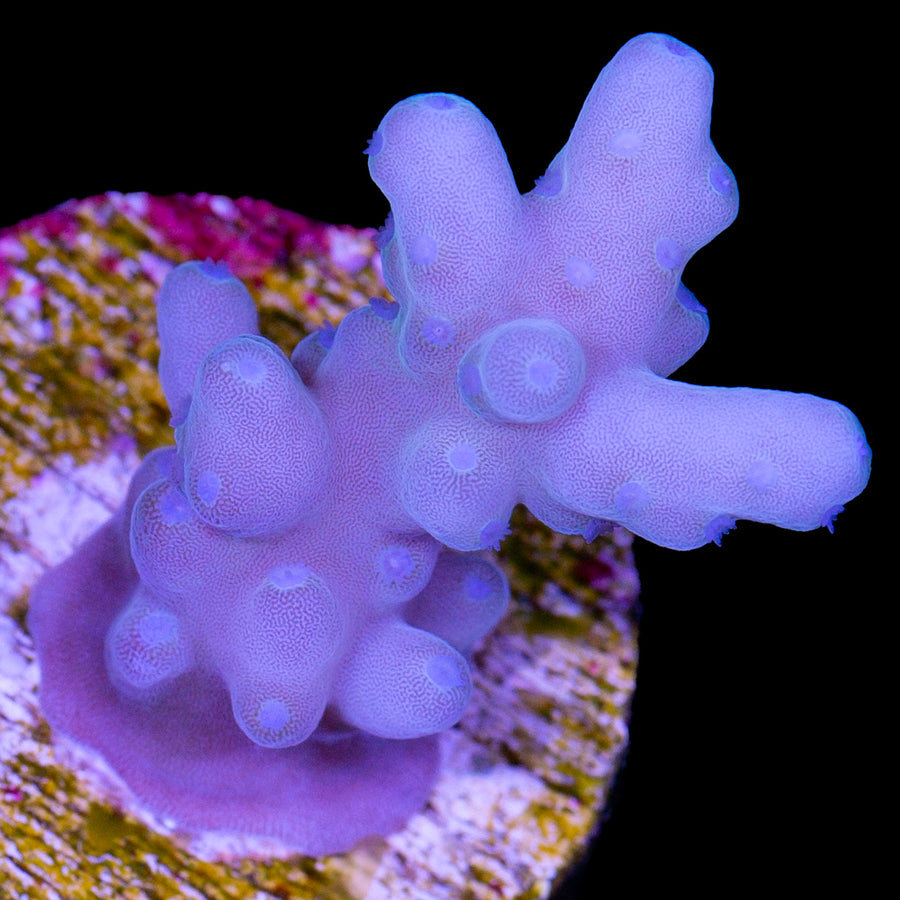 Solomon Islands Purple Monster Acropora Coral (imported 2024) | Buy ...