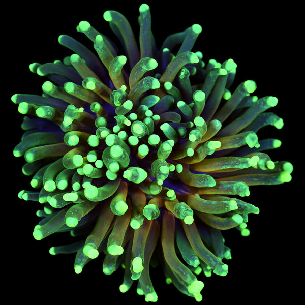 Ultra Fat Tiger Torch Coral - Vivid Aquariums