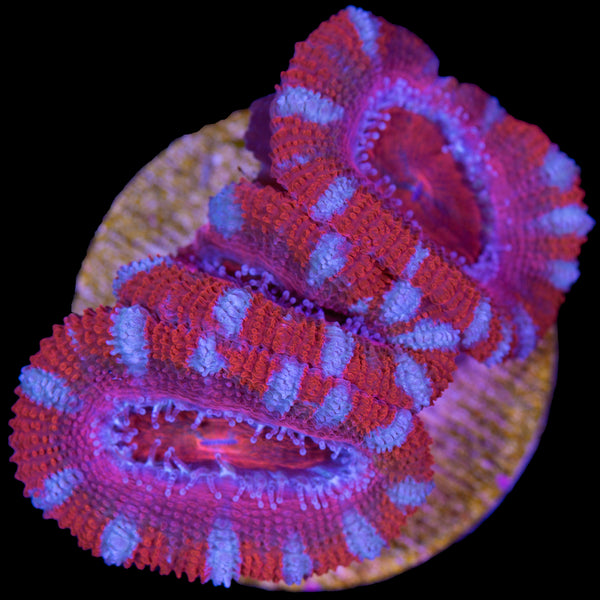 Cotton Candy Acan Lord Coral - Vivid Aquariums