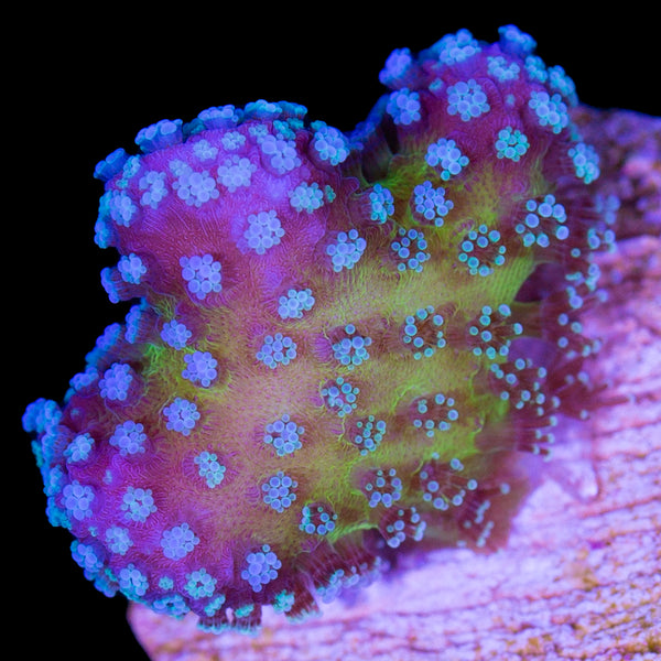 Rainbow Stylophora Coral - Vivid Aquariums