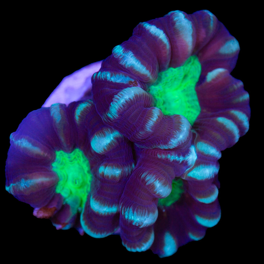 Vivid's Green Eye Candy Cane Coral | Buy Live Coral for Sale | Vivid ...