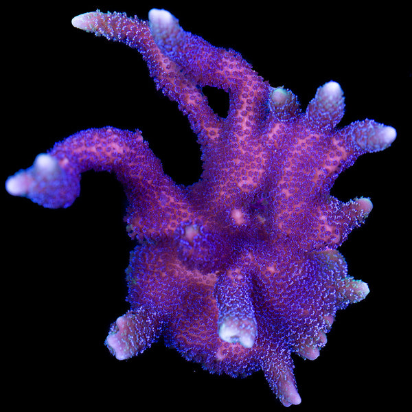 Blue Polyp Montipora Digitata Coral - Mini Colony - Vivid Aquariums