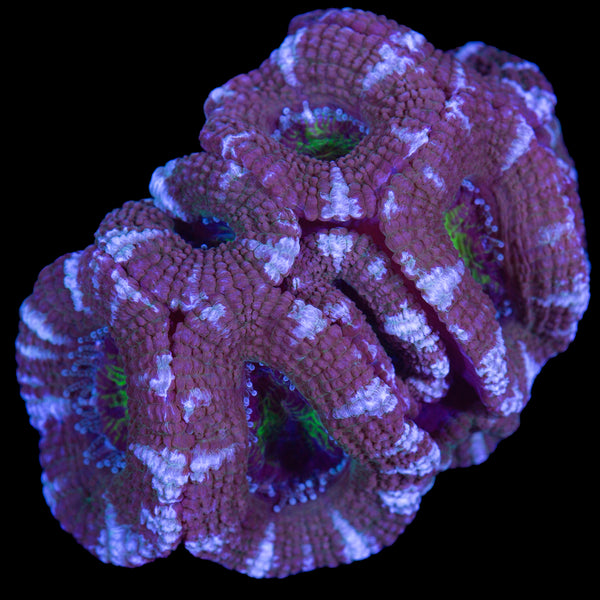 Ultra Acan Coral - Vivid Aquariums