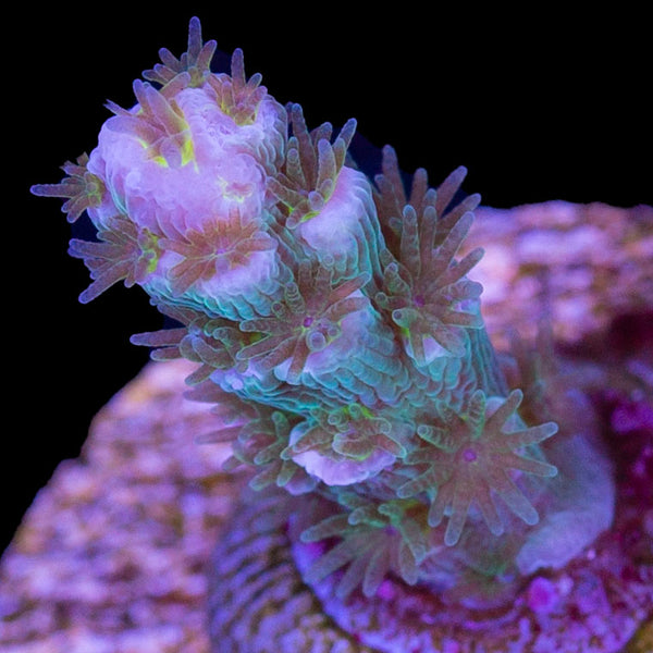 Matt V Time Machine Acropora Coral - Vivid Aquariums