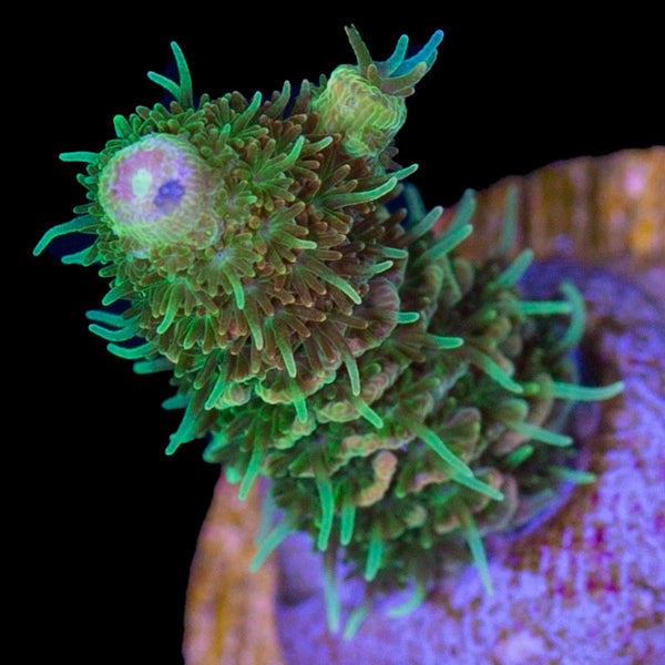 ASD Rainbow Millepora Acropora Coral - Vivid Aquariums