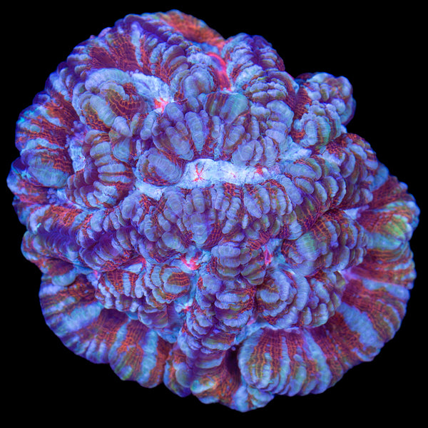 Rainbow Symphyllia Wilsoni Coral Colony - Vivid Aquariums