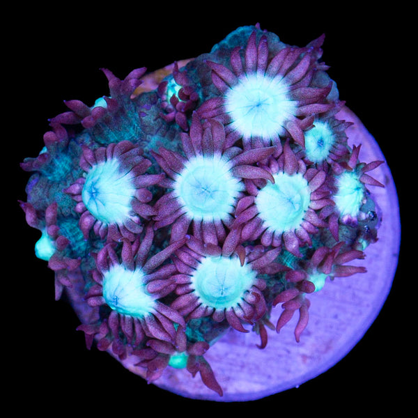Ultra Goniopora - New Release - Vivid Aquariums