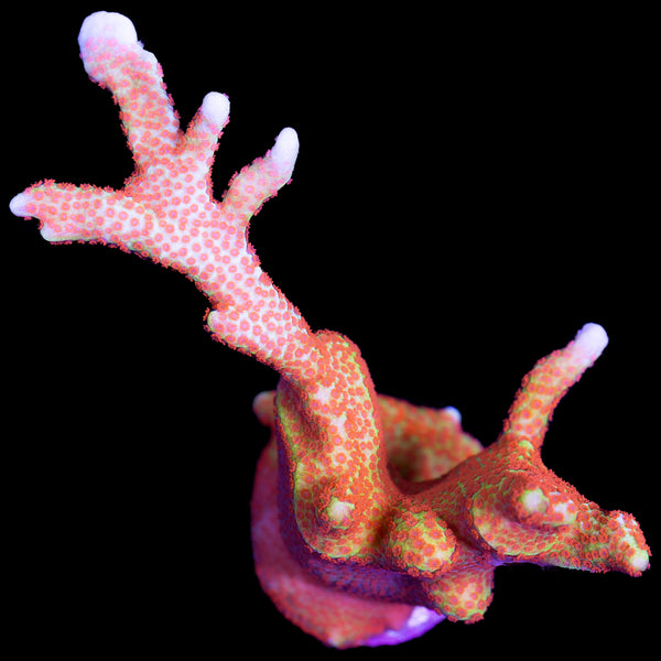 Forest Fire Montipora Digitata Coral - Lg Frag - Vivid Aquariums