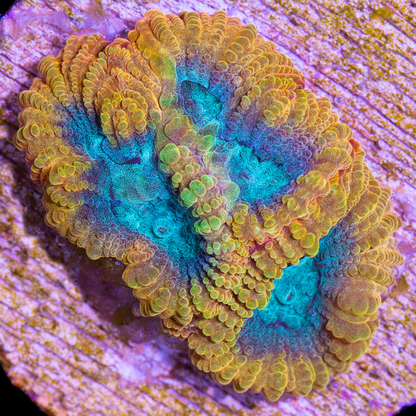 Blue Flame Favia Coral - Vivid Aquariums