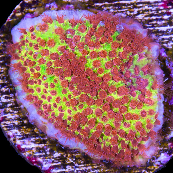 Buy Red Stylocoeniella Coral | Live Corals for Sale - Vivid Aquariums
