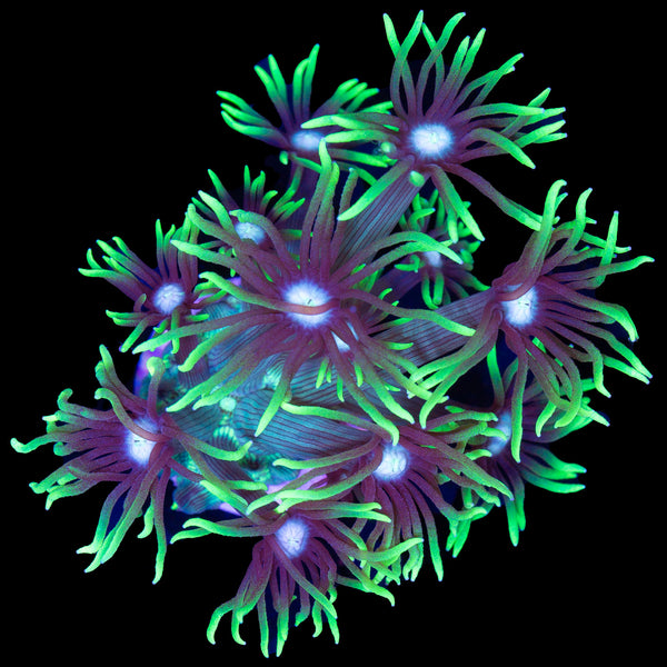 LPS Coral Frags for Sale | Buy LPS Coral Frags Page 2 - Vivid Aquariums