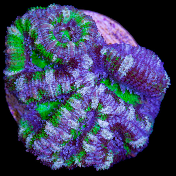 Hulk Acan Lord Coral - Lg Frag - Vivid Aquariums