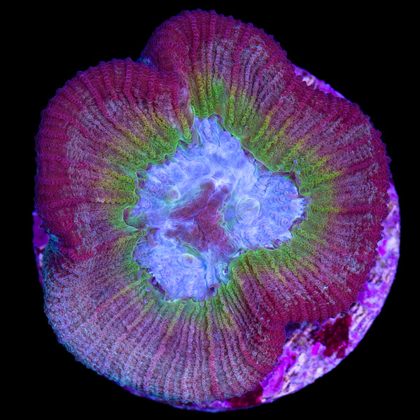 Rainbow Favia Coral - Vivid Aquariums