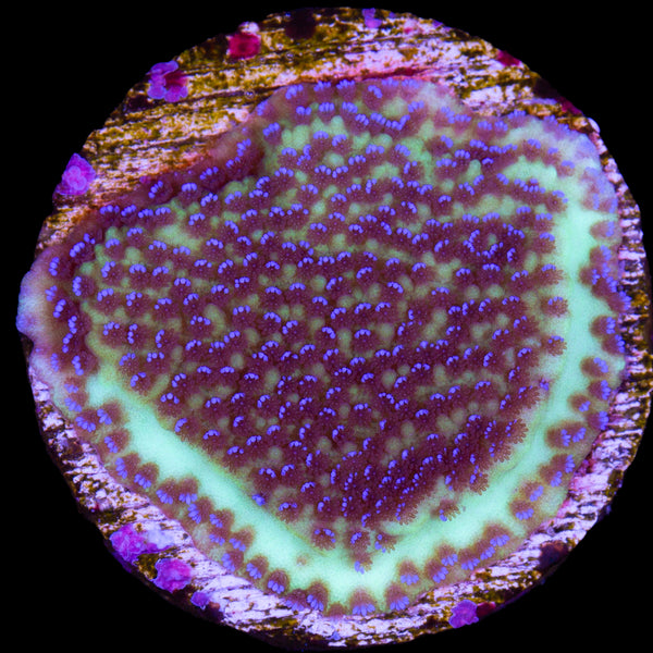 Ice Fire Echinata Acropora Coral Vivid Aquariums