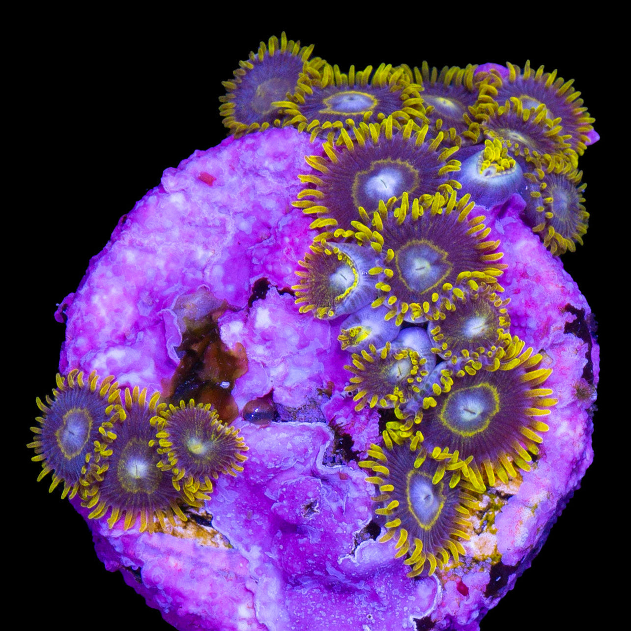 High End Zoas | Zoanthid Colony for Sale - Vivid Aquariums
