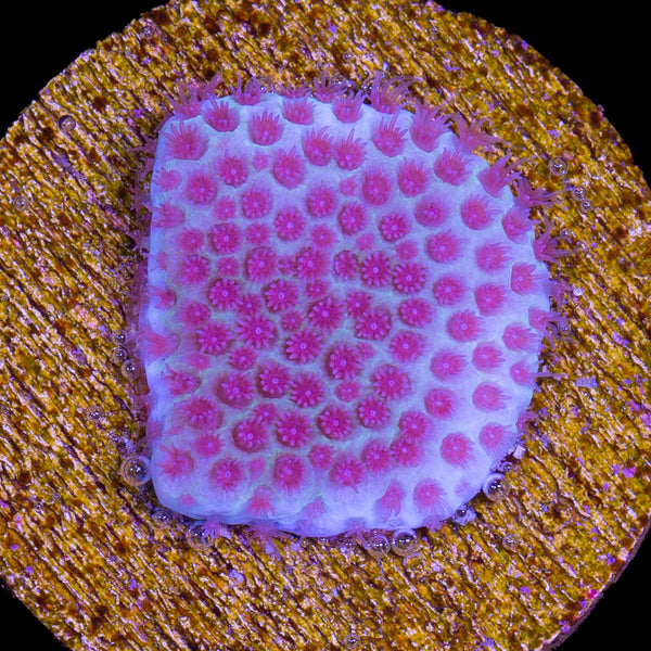 Pink Sand Dollar Porites Coral | Buy Live Coral for Sale | Vivid Aquariums