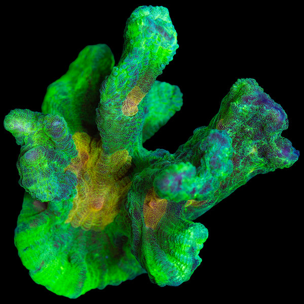 Space Invader Pectinia Coral - Lg Frag - Vivid Aquariums