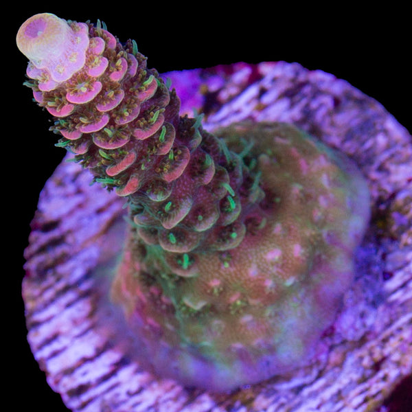 ASD Rainbow Millepora Coral | Buy Live Coral for Sale | Vivid Aquariums