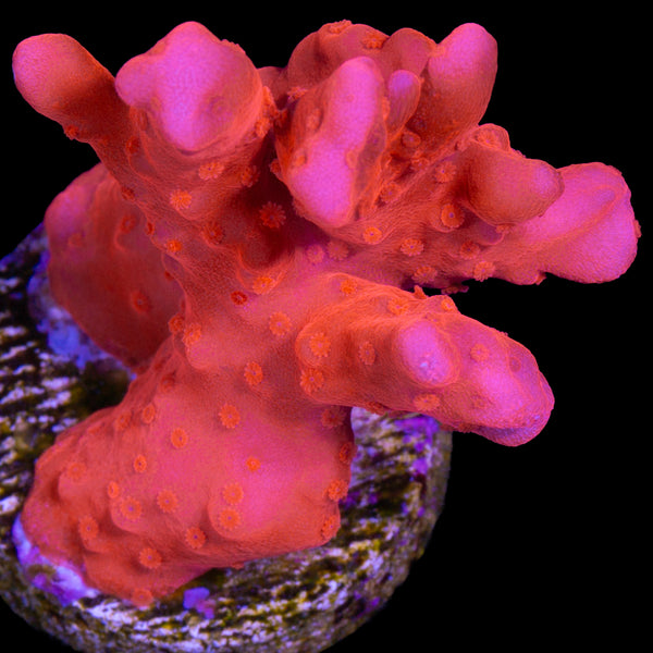 Red Montipora Setosa Coral - Vivid Aquariums