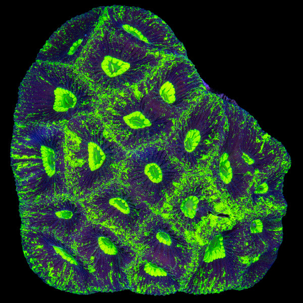 Toxic Splatter Goniastrea Coral Colony - Vivid Aquariums