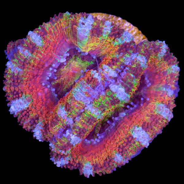 Tye Dye Acan Lord Coral - Vivid Aquariums