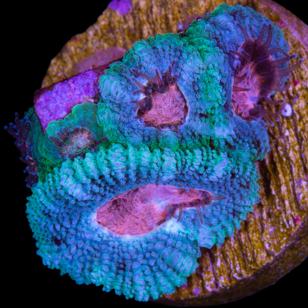 Hana Micromussa Coral - 1st Release - Vivid Aquariums