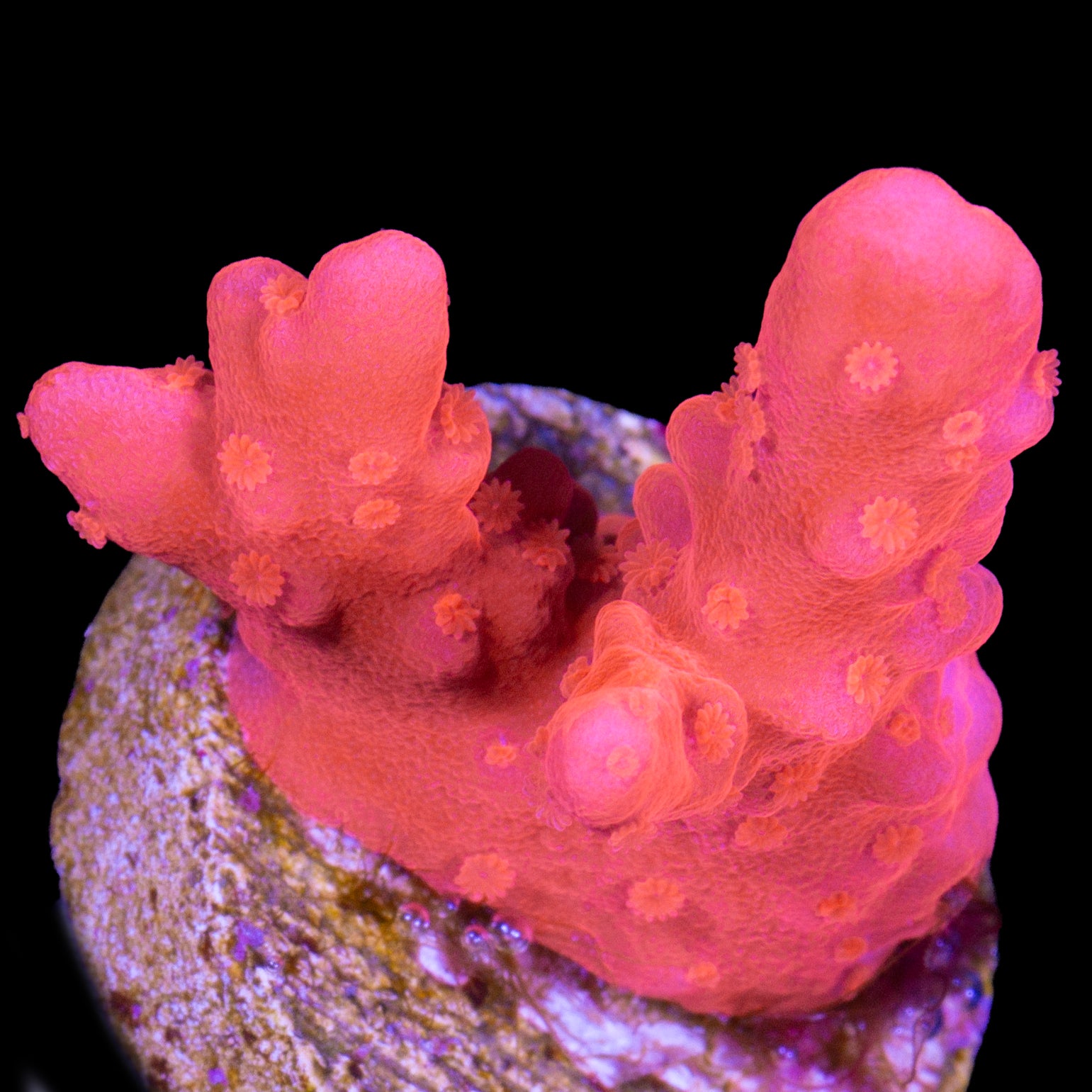 Red Montipora Setosa Coral - Vivid Aquariums