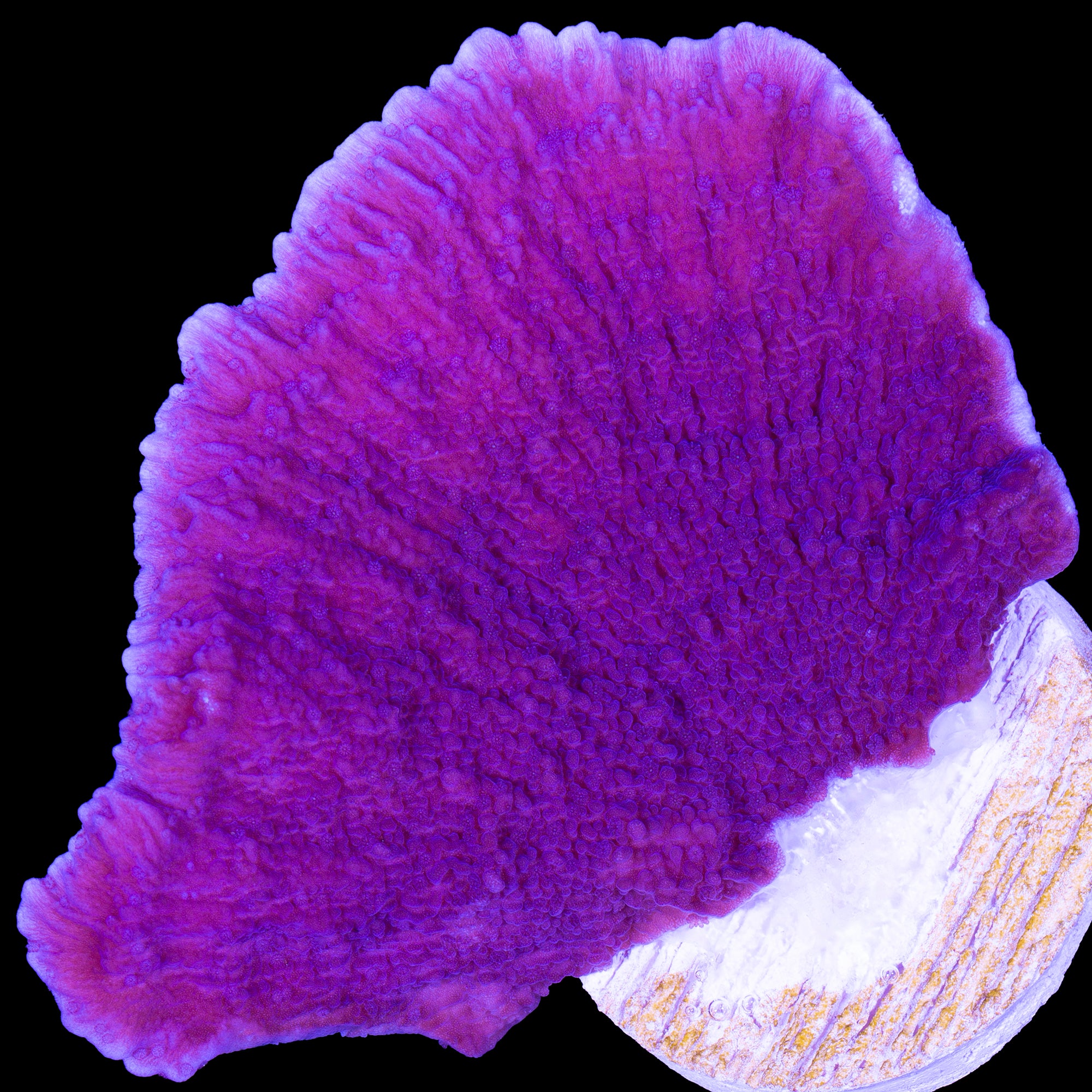 Vivid's Ultimate Purple Montipora Capricornus Coral - Mini Colony ...