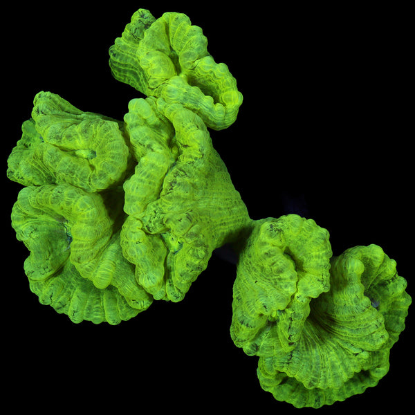 Kryptonite Candy Cane Coral - Vivid Aquariums