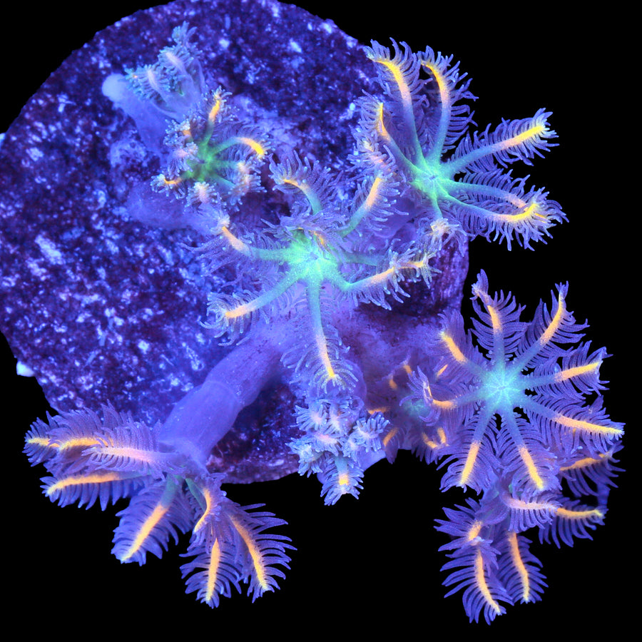 Highlight Clove Polyps - Vivid Aquariums
