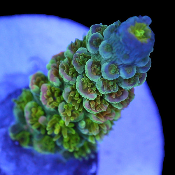 Jason Fox Homewrecker Acropora Coral - Vivid Aquariums