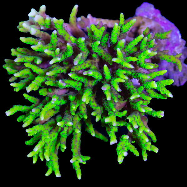 Green Goblin Anacropora Coral Colony - Vivid Aquariums