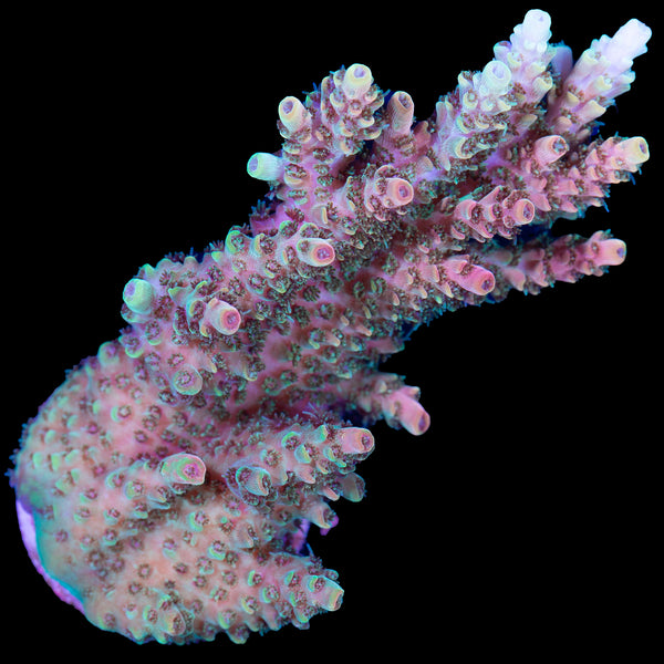 TSA Bill Murray Acropora Coral - Vivid Aquariums