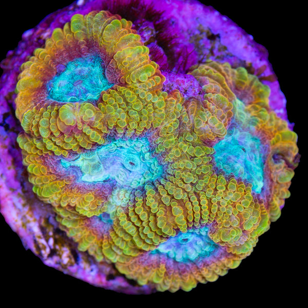 Blue Flame Favia - Vivid Aquariums