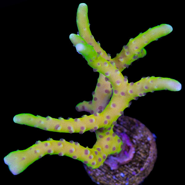 Goldenrod Anachropora Coral XL - Vivid Aquariums