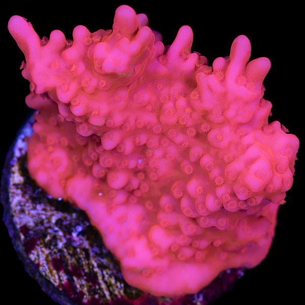 Pink Montipora Setosa Coral XL - Vivid Aquariums