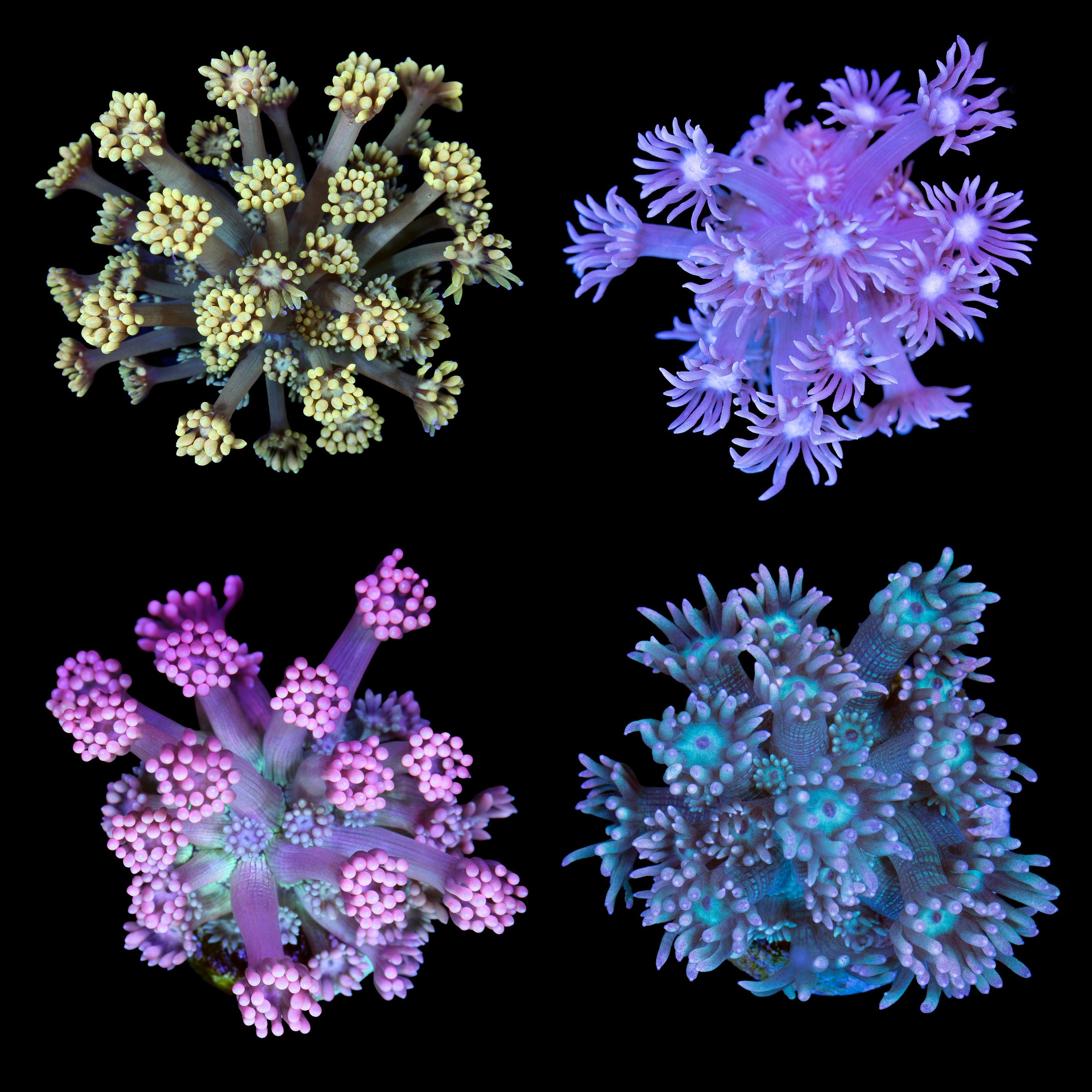 Assorted Coral Frag Packs | Buy Live Coral for Sale | Rare Coral | Sale ...